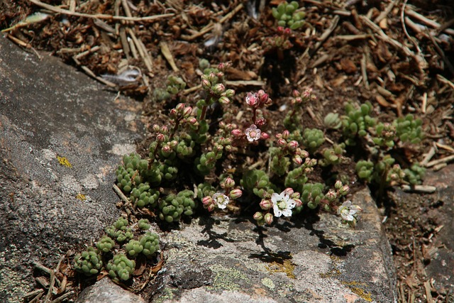 Sedum Bunga Perakitan - Foto gratis di Pixabay - Pixabay