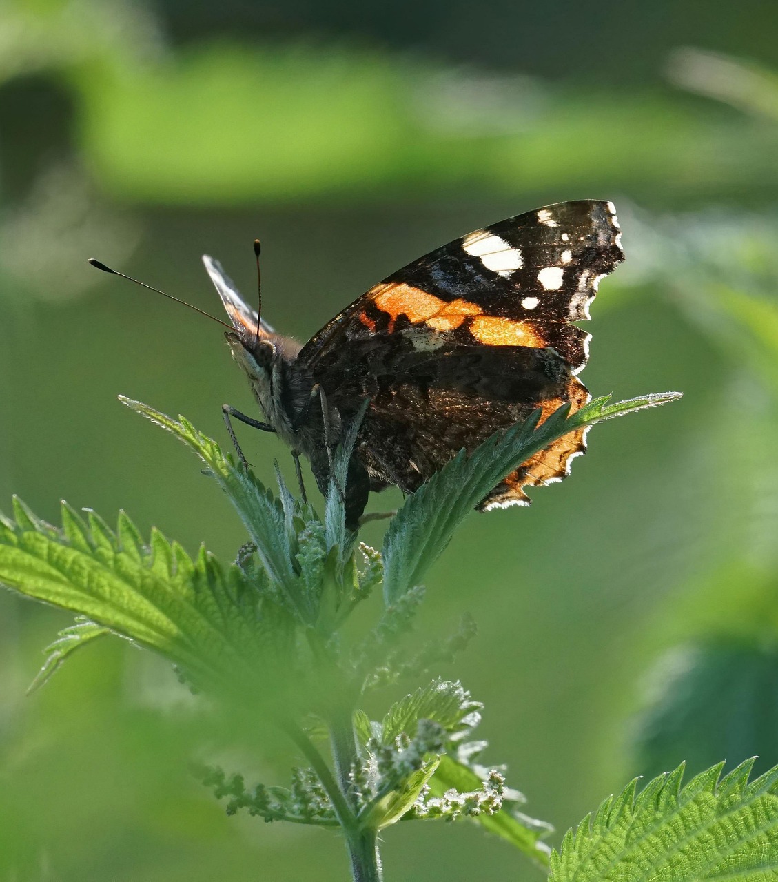 Insecte Amiral Papillon - Photo gratuite sur Pixabay