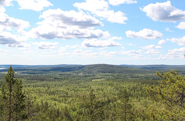 Finland Forest Nature - Free photo on Pixabay - Pixabay