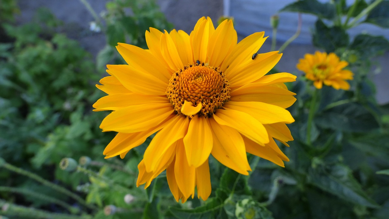 Blomma Bloom Flora - Gratis foto på Pixabay