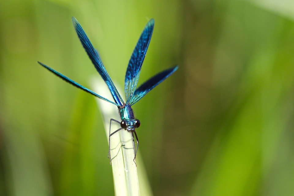 Beautiful Demoiselle Damselfly - Free photo on Pixabay