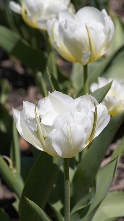 Tulipán Flor Blanco - Foto gratis en Pixabay - Pixabay