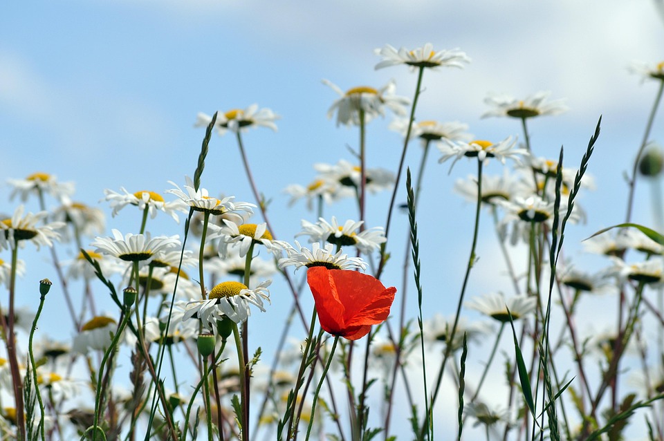 Blumen Feld Mohn Gemeine Kamille - Kostenloses Foto auf Pixabay