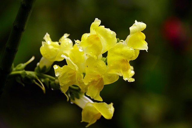 Flor Dragón Amarillo Flora - Foto gratis en Pixabay - Pixabay