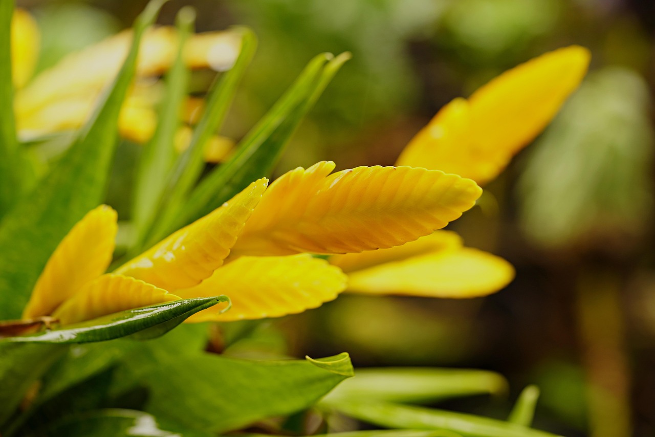 Fleur Botanique Bloom - Photo gratuite sur Pixabay