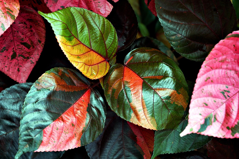 Folhas Colorido Flora - Foto gratuita no Pixabay - Pixabay