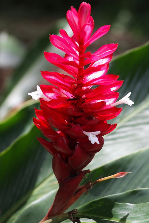 Plant Flower Red - Free photo on Pixabay