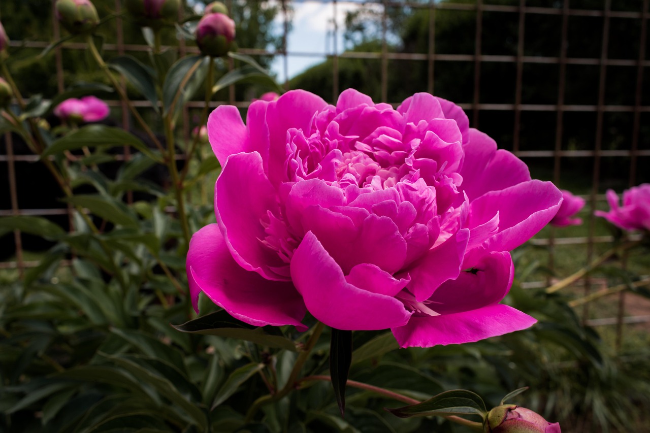 Flor Rosa Desabrochando - Foto gratuita no Pixabay - Pixabay