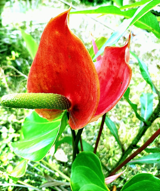 Plantar Flor Jardim - Foto gratuita no Pixabay - Pixabay