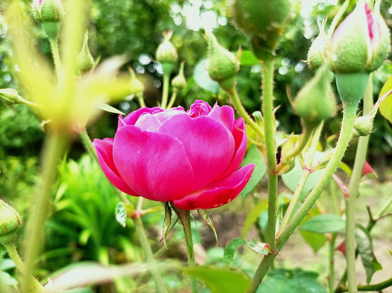 Plantar Flor Rosa - Foto gratuita no Pixabay - Pixabay
