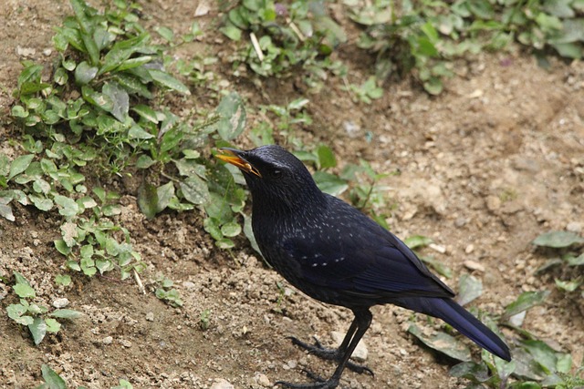 Blue Whistling Thrush Bird - Free photo on Pixabay - Pixabay