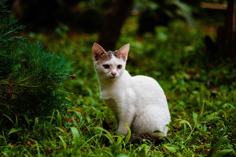 Animal Gato Felino - Foto gratuita no Pixabay - Pixabay