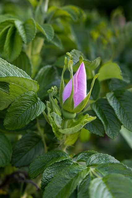 Wallpaper Bunga-Bunga Berkebun - Foto gratis di Pixabay - Pixabay