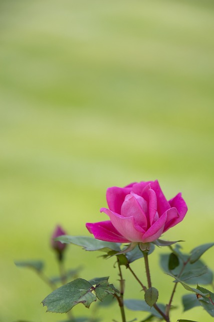 Wallpaper Bunga-Bunga Berkebun - Foto gratis di Pixabay - Pixabay