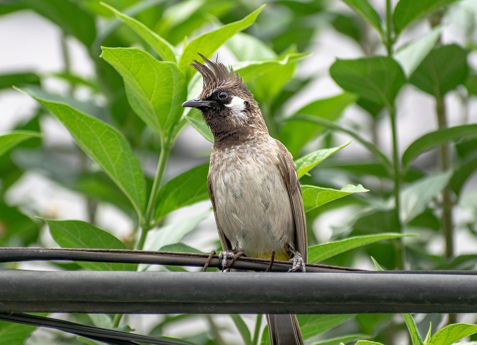 Bird Ornithology Bulbul Himalyan - Free photo on Pixabay