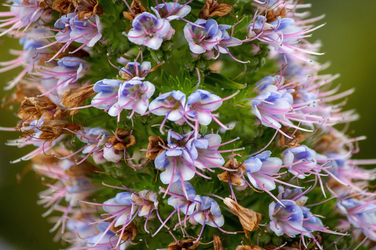 Nature Flowers Blossom - Free photo on Pixabay - Pixabay