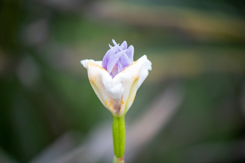 Alam Bunga-Bunga Mekar Musim - Foto gratis di Pixabay