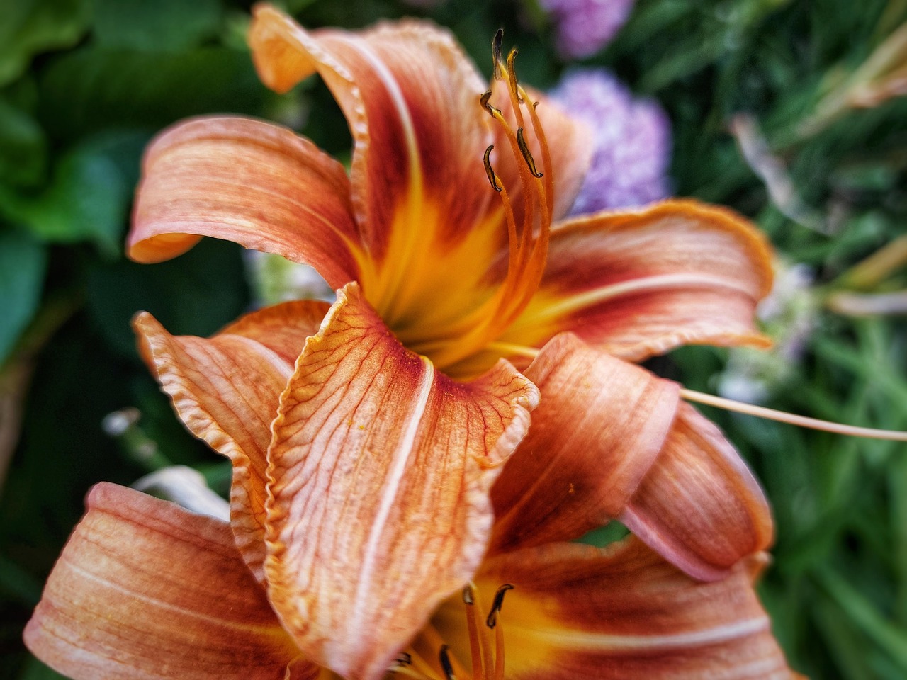 Orange Day-Lily Lily - Free photo on Pixabay - Pixabay