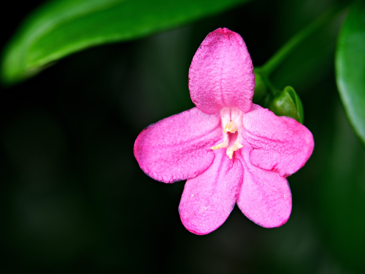Ravenia Flor Flora - Foto gratuita no Pixabay - Pixabay