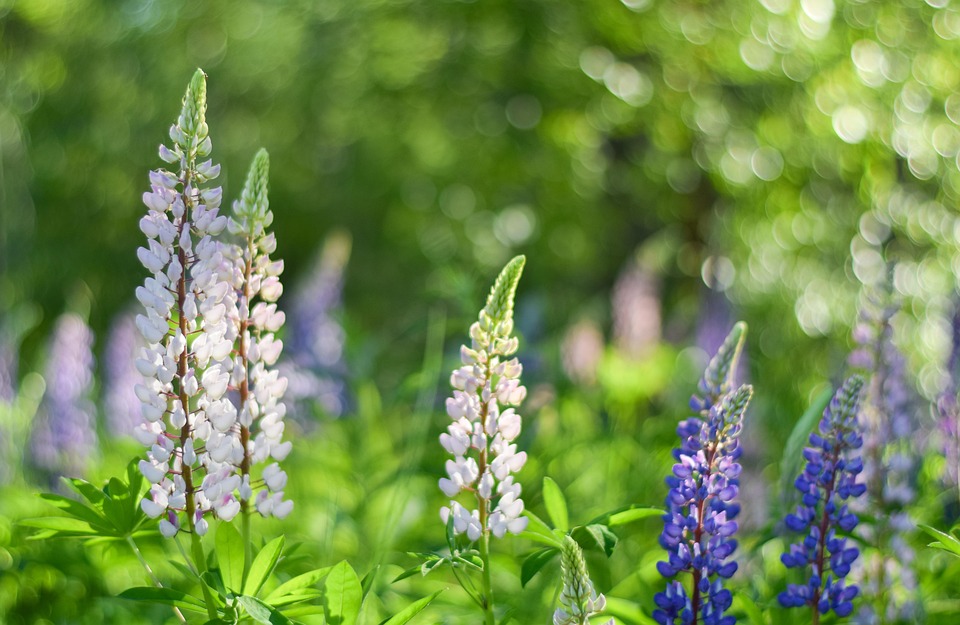 Lupine Alien Species Harmful Plant - Free photo on Pixabay - Pixabay