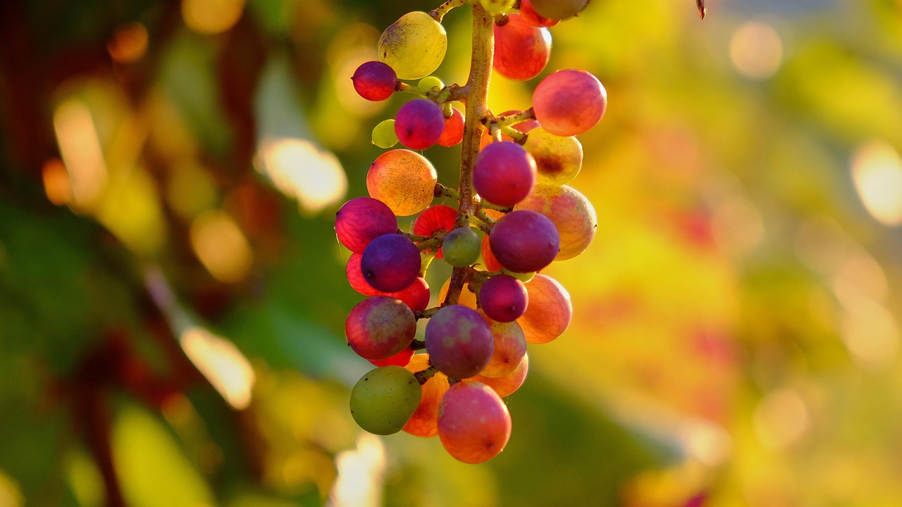 Grapes Wine Fall - Free photo on Pixabay