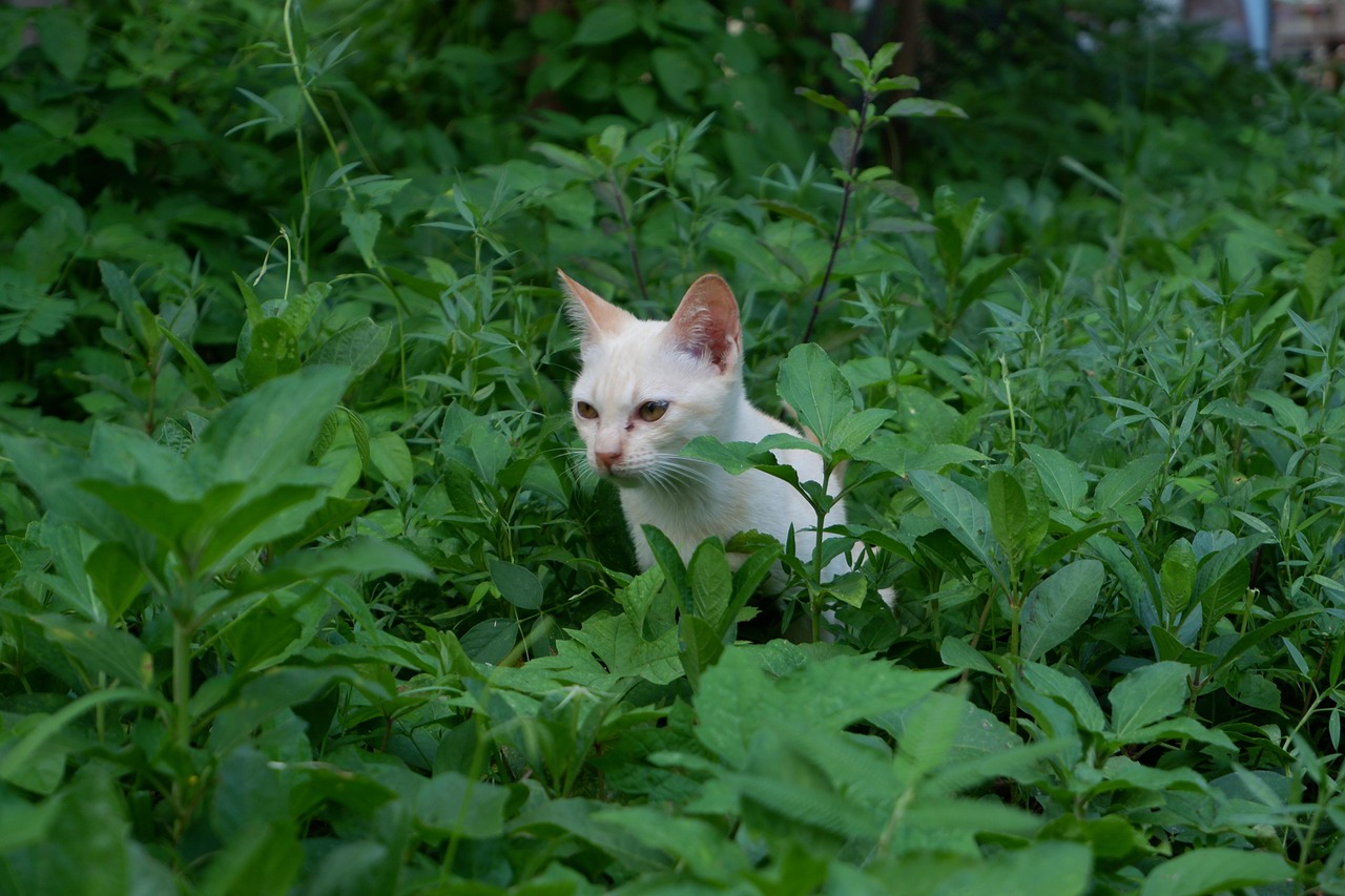 Cat Chaton Vilain - Photo gratuite sur Pixabay - Pixabay