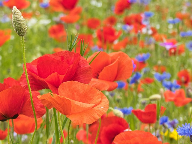 Fleurs Coquelicots Nature Sur Le - Photo gratuite sur Pixabay - Pixabay