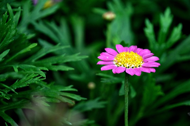 Flor Margarida Flora - Foto gratuita no Pixabay - Pixabay