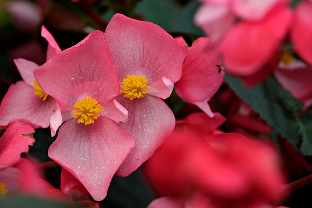 Begonia Flower Flora - Free photo on Pixabay