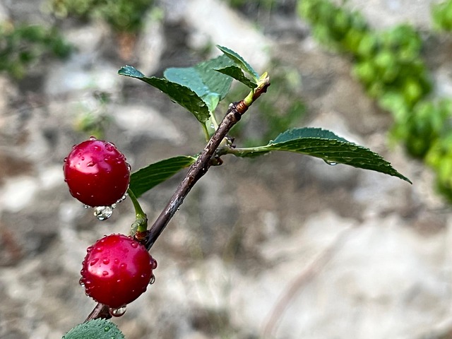 Dua Buah Ceri Pohon - Foto gratis di Pixabay - Pixabay