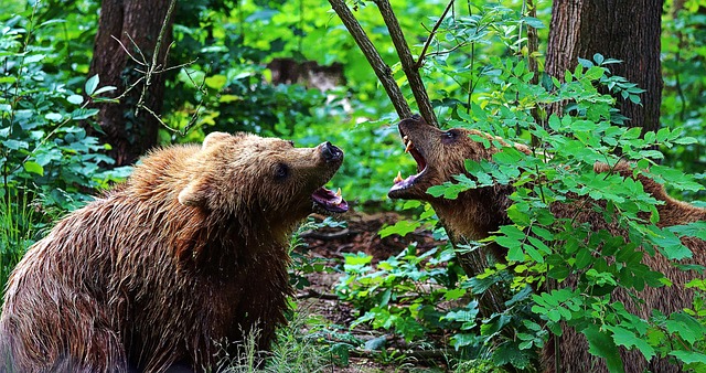 Animal Bear Mammal - Free photo on Pixabay
