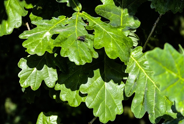 Leaves Oak Sprig - Free photo on Pixabay - Pixabay