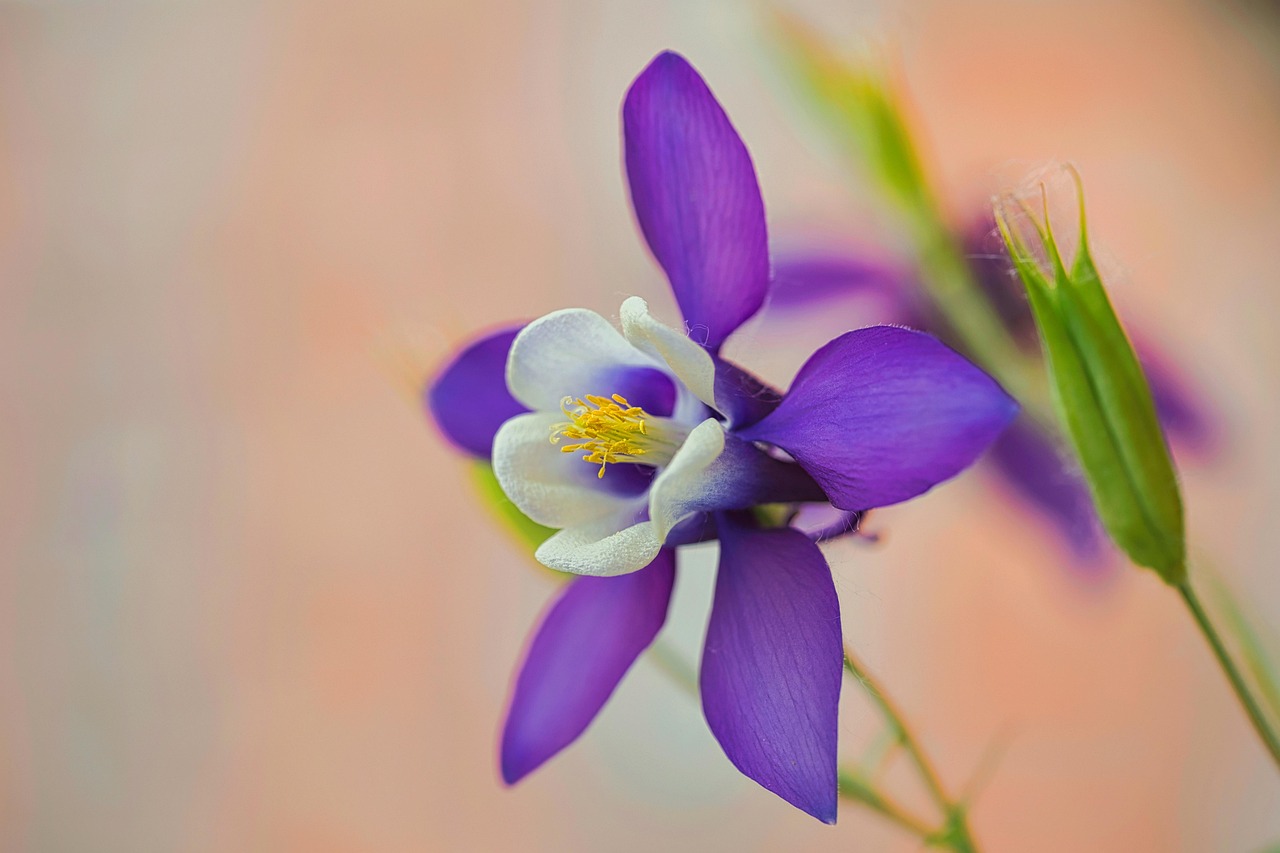 Bunga Ungu Kebun - Foto gratis di Pixabay - Pixabay