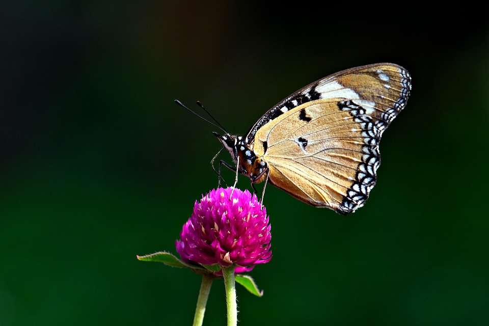 Insect Butterfly Entomology - Free photo on Pixabay