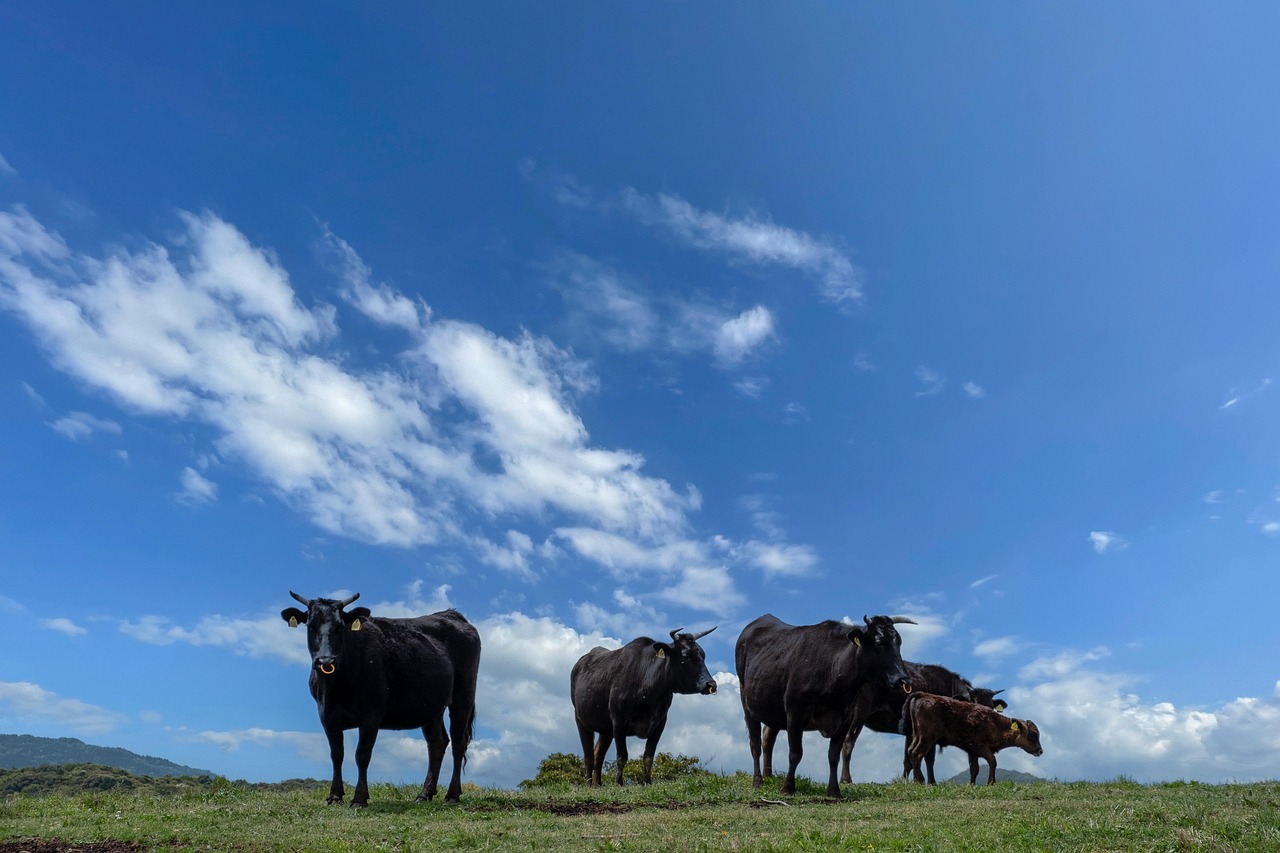 Cows Japan Ranch - Free photo on Pixabay
