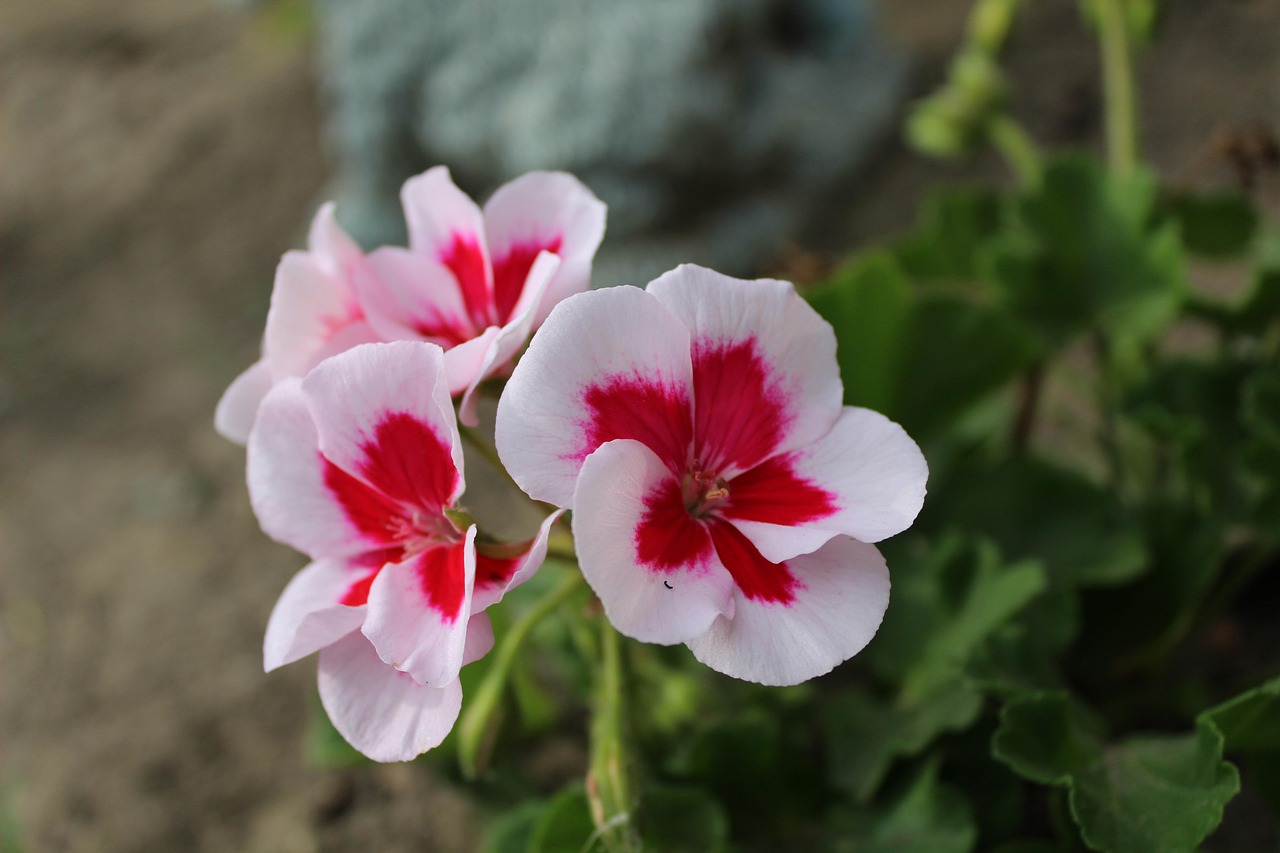 Fleur Pensée Bloom - Photo gratuite sur Pixabay - Pixabay