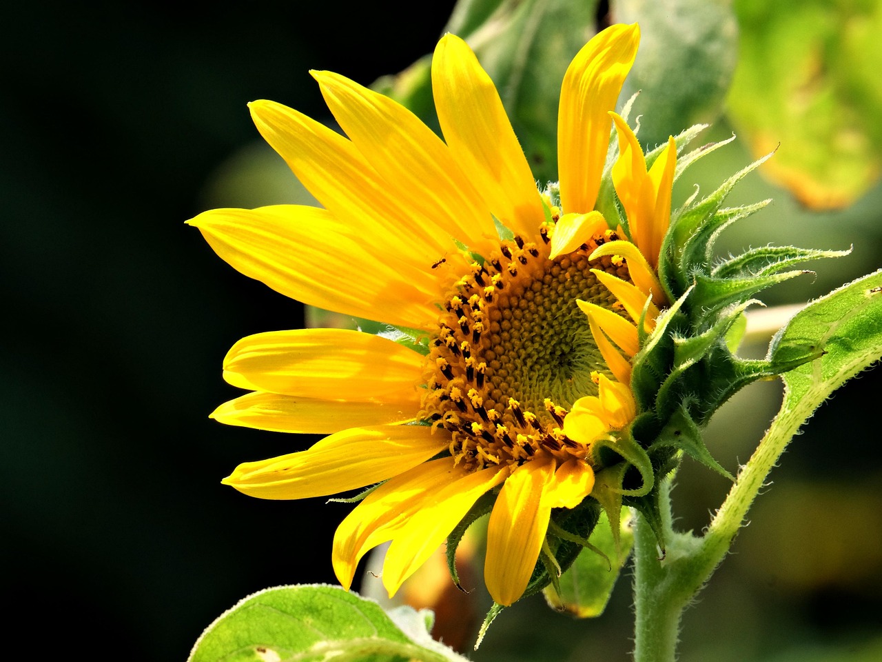 Flower Sunflower Flora - Free photo on Pixabay - Pixabay
