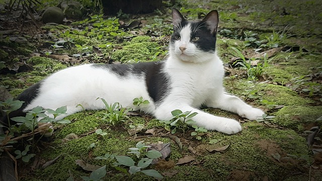Gato Fumar Natureza - Foto gratuita no Pixabay - Pixabay