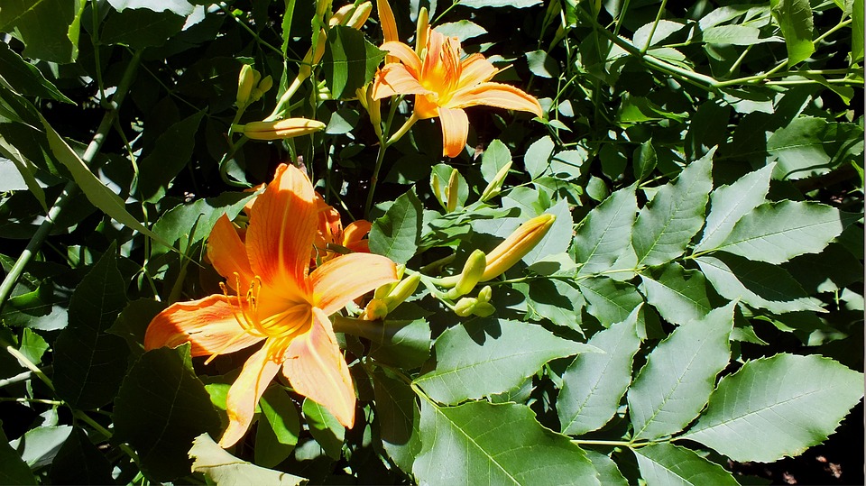 Lily Flower Nature Free Photo On Pixabay Pixabay 9794