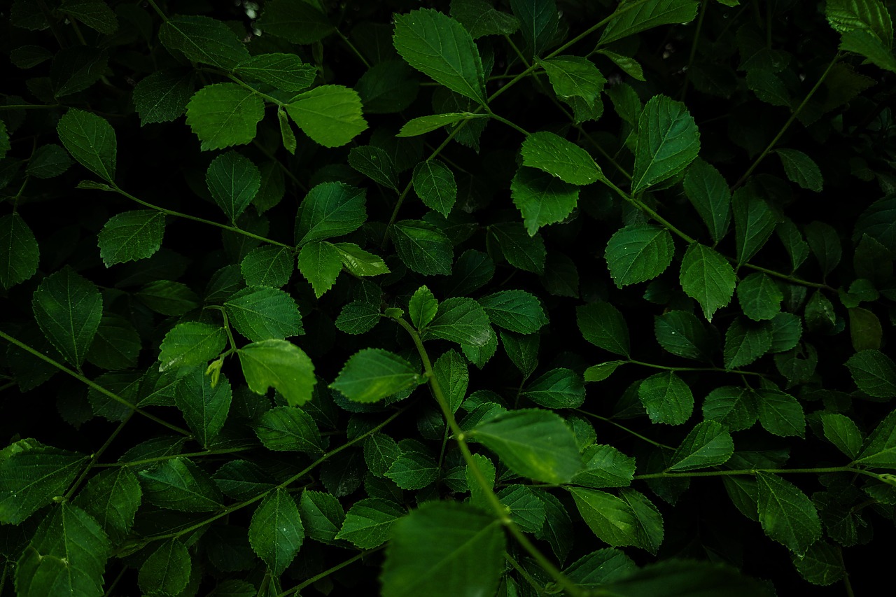 90+ Free Dark Green Wallpaper & Green Photos - Pixabay