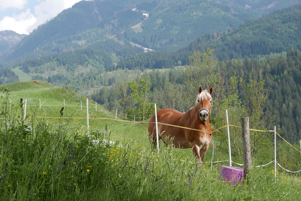 Animal Caballo Equino - Foto gratis en Pixabay - Pixabay