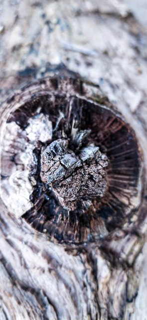 Wood Texture Structure - Free photo on Pixabay - Pixabay