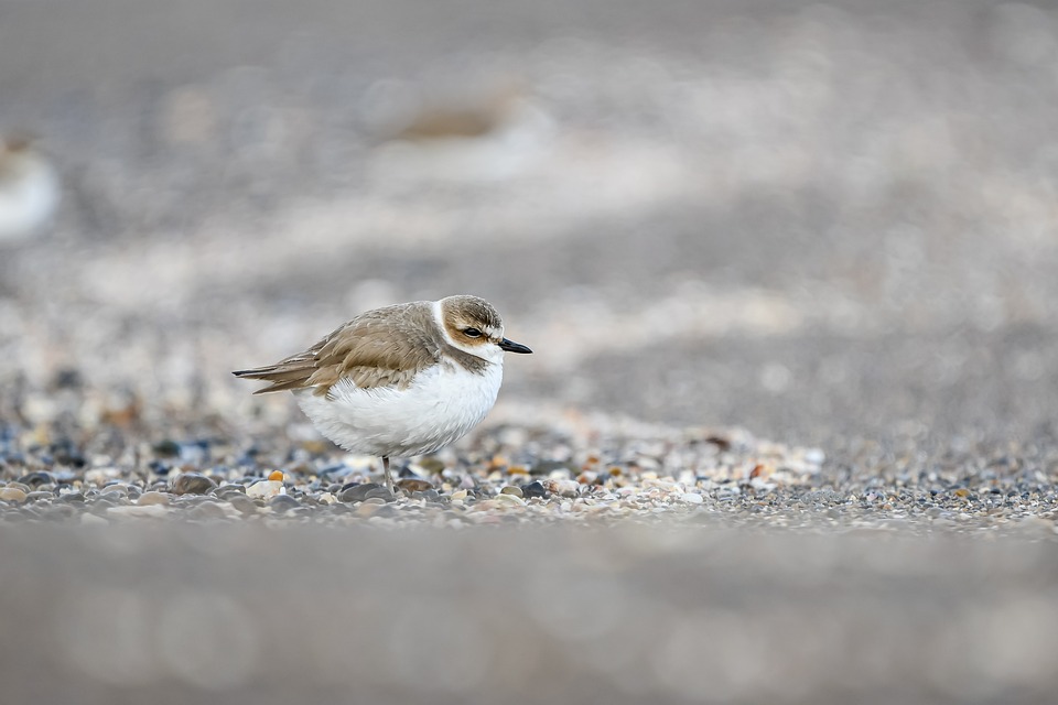 Pluvier Kentish Oiseau Animal - Photo gratuite sur Pixabay