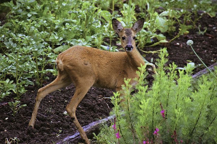 100+ Free Surprised Animal & Animal Photos - Pixabay