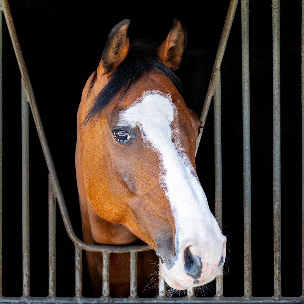 20,000+ Free Horses In Stable & Horse Images - Pixabay
