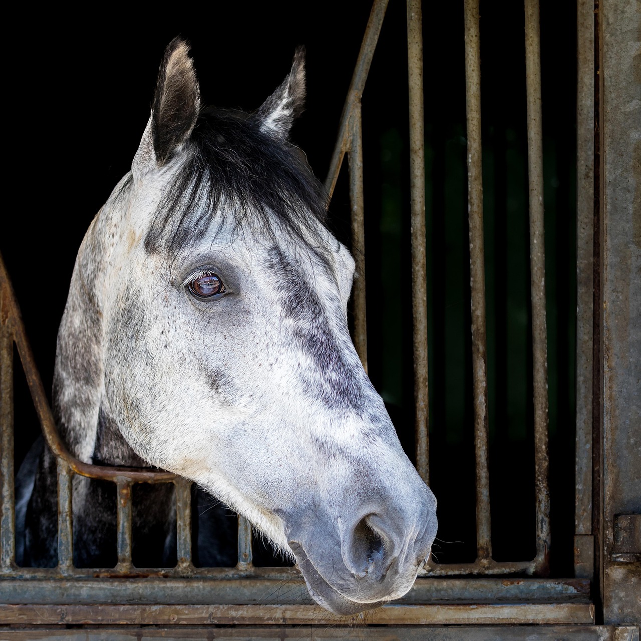 10,000+ Free Horse Stable & Horse Images - Pixabay