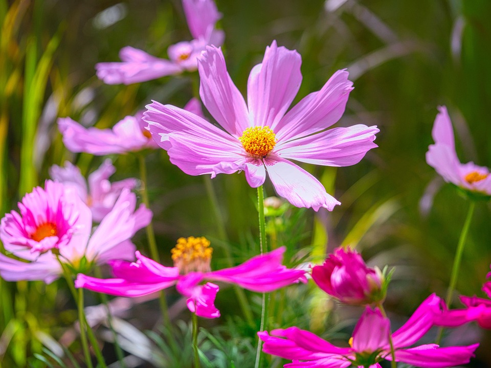 Flor Florecer Bloom Canasta De - Foto gratis en Pixabay - Pixabay