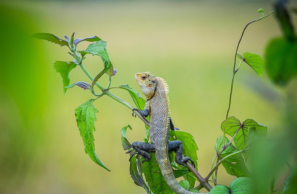 Lézard De Jardin Oriental Animal - Photo gratuite sur Pixabay - Pixabay