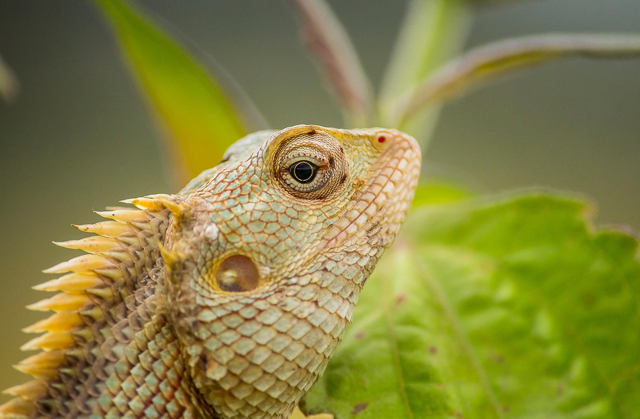 Lézard De Jardin Oriental Animal - Photo gratuite sur Pixabay - Pixabay