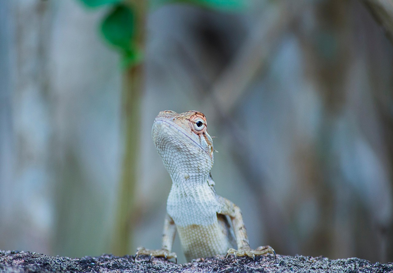 Lézard De Jardin Oriental Animal - Photo gratuite sur Pixabay - Pixabay